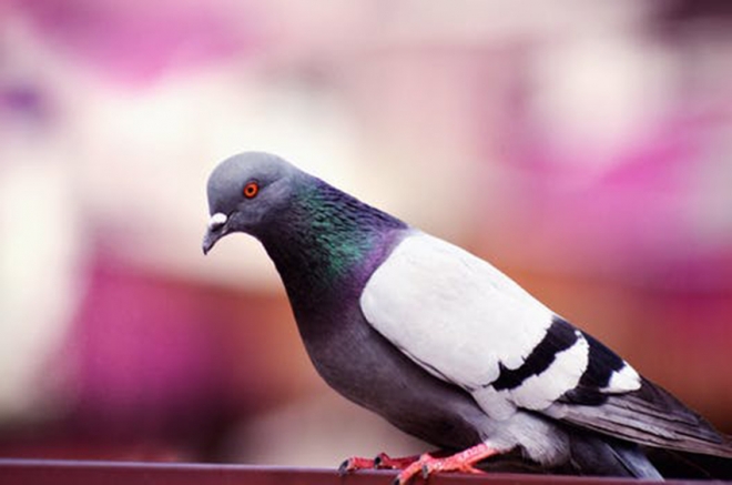The American Pigeon Museum and Library | Oklahoma City - A Better Life